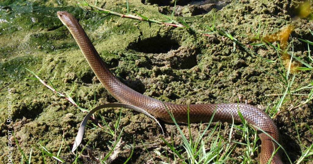 Deux nouveaux lacs malgaches, inscrits sur la liste des sites ...